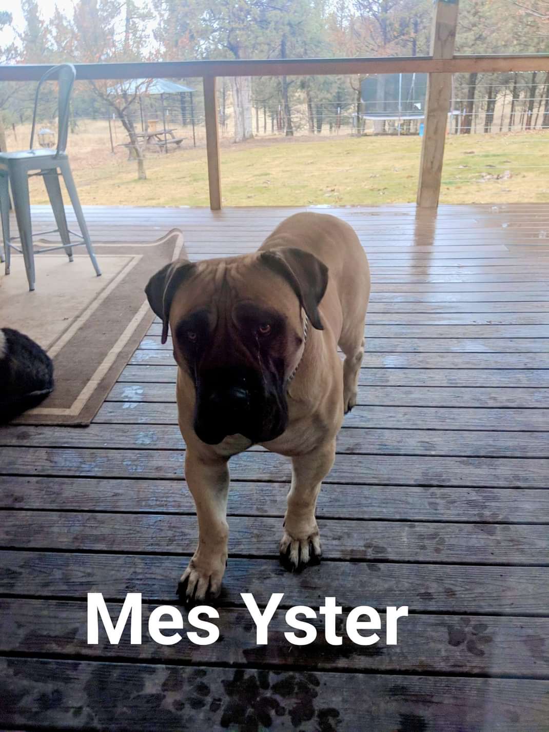 TREBLA LULU » Pedigree database Boerboel;