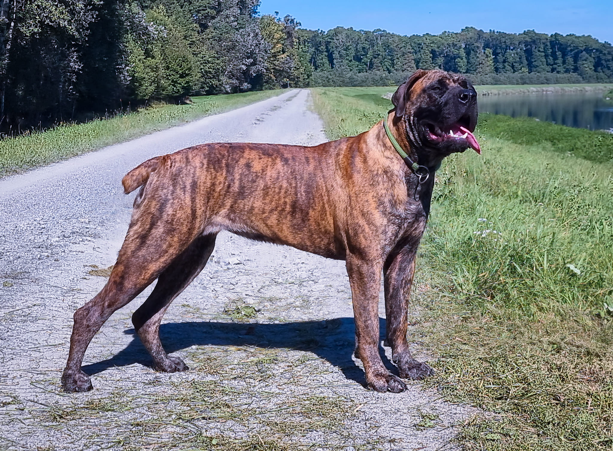 Pedigree database Boerboel