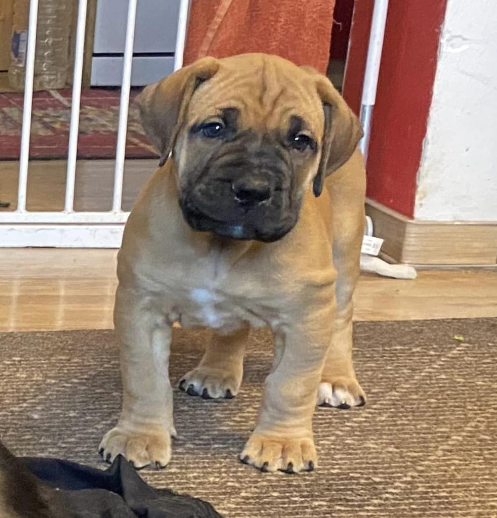 Pedigree database Boerboel
