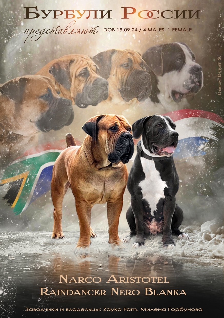 Pedigree database Boerboel