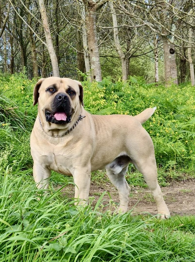 Pedigree database Boerboel