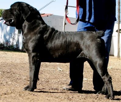 SPITSVUUR RAMKAT » Pedigree database Boerboel;