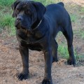 SPITSVUUR RAMKAT » Pedigree database Boerboel;