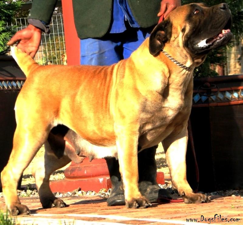 SPITSVUUR RAMKAT » Pedigree database Boerboel;