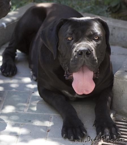 SPITSVUUR RAMKAT » Pedigree database Boerboel;