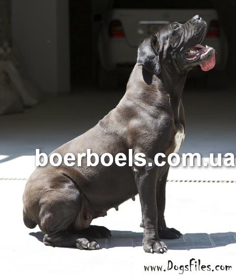 SPITSVUUR DONNA 3 DANAYA » Pedigree database Boerboel;