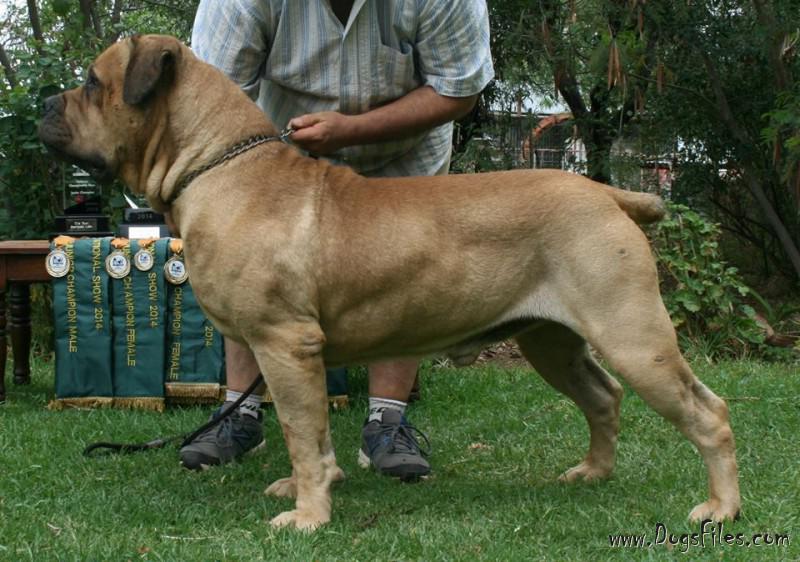 GROENBERG RAMBO » Pedigree database Boerboel;