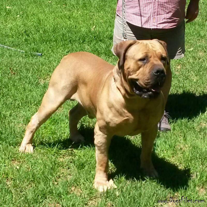 GROENBERG RAMBO » Pedigree database Boerboel;