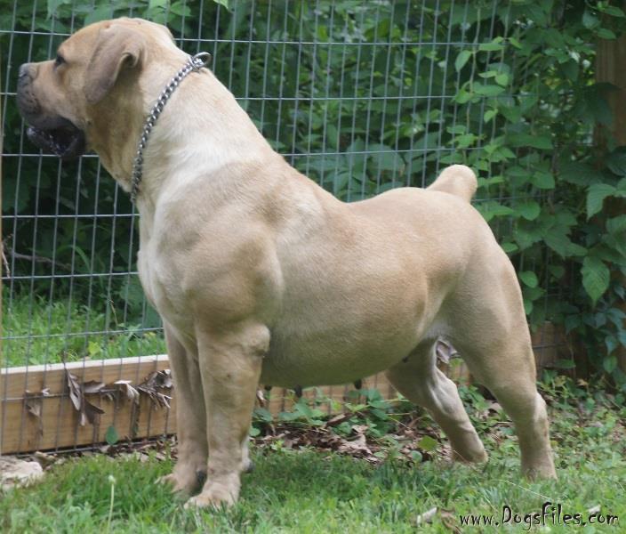 GROENBERG RAMBO » Pedigree database Boerboel;