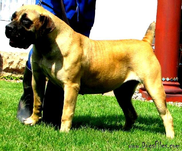 SPITSVUUR RAMKAT » Pedigree database Boerboel;