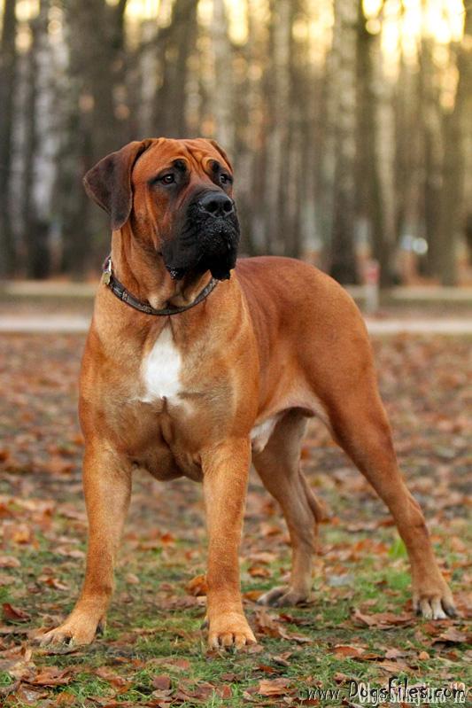 Pedigree database Boerboel