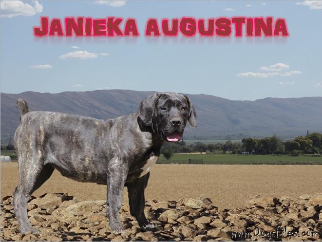 SPITSVUUR RAMKAT » Pedigree database Boerboel;