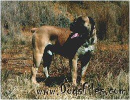 YSTERBERG MOUZER BULLA » Pedigree database Boerboel;