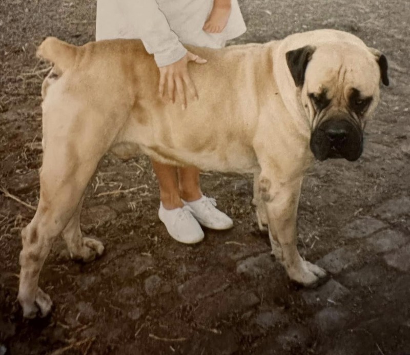 YSTERBERG VEGTER 3 » Pedigree database Boerboel;