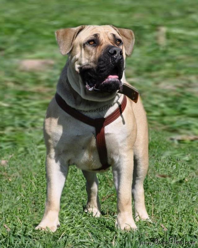ADMIRAL FROM MOLOSS HOUSE » Pedigree database Boerboel;
