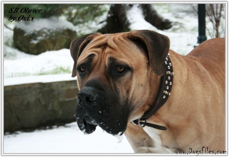 ADMIRAL FROM MOLOSS HOUSE » Pedigree database Boerboel;
