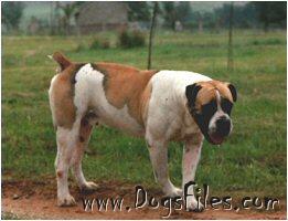 YSTERBERG VEGTER 3 » Pedigree database Boerboel;