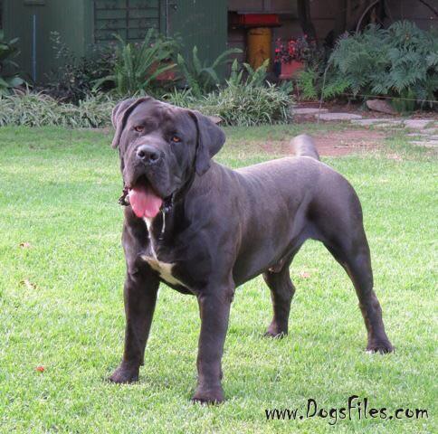 SPITSVUUR RAMKAT » Pedigree database Boerboel;