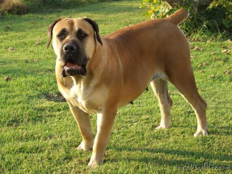 SPITSVUUR RAMKAT » Pedigree database Boerboel;