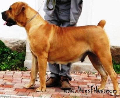 SPITSVUUR RAMKAT » Pedigree database Boerboel;