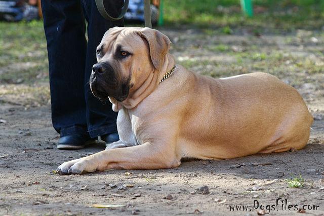 ADMIRAL FROM MOLOSS HOUSE » Pedigree database Boerboel;