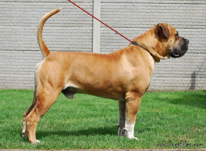 WHOSA KING ARTHUR OF BLYGEDACHT » Pedigree database Boerboel;
