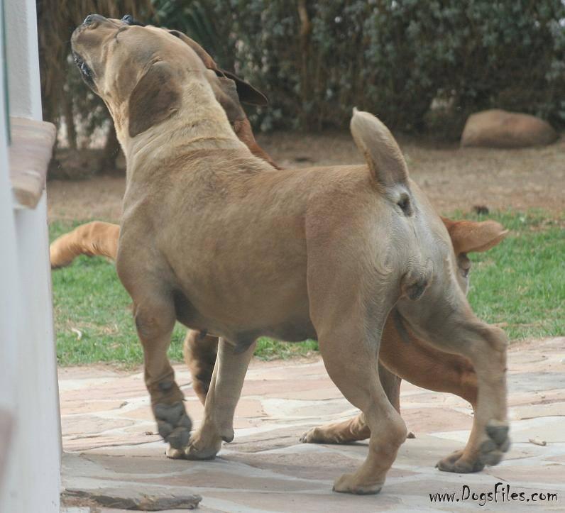 PIET ZYN DRIFT BASTRON I » Pedigree database Boerboel;