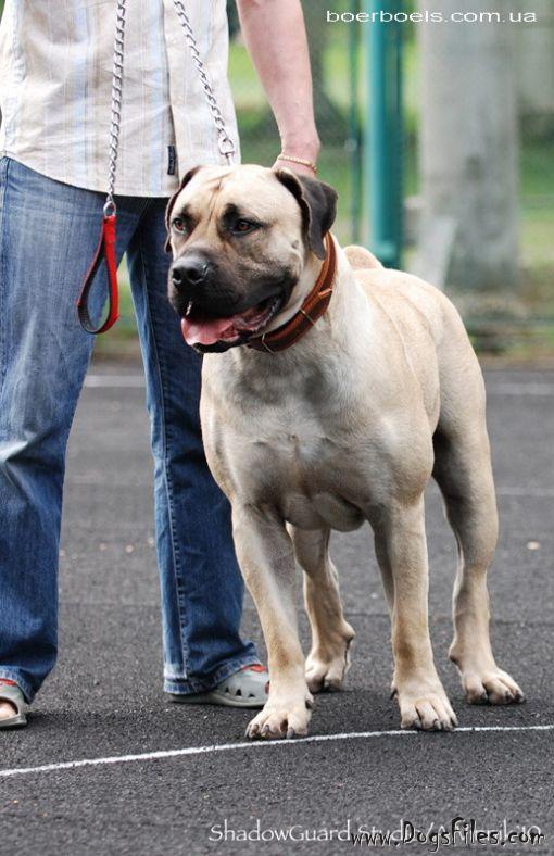 SPITSVUUR DONNA 3 DANAYA » Pedigree database Boerboel;