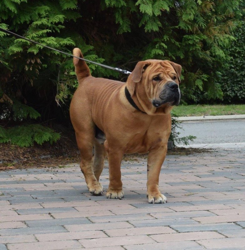 Pedigree database Boerboel