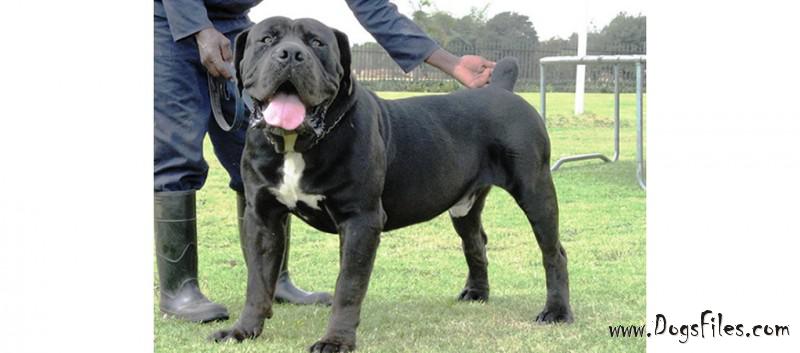 SPITSVUUR RAMKAT » Pedigree database Boerboel;