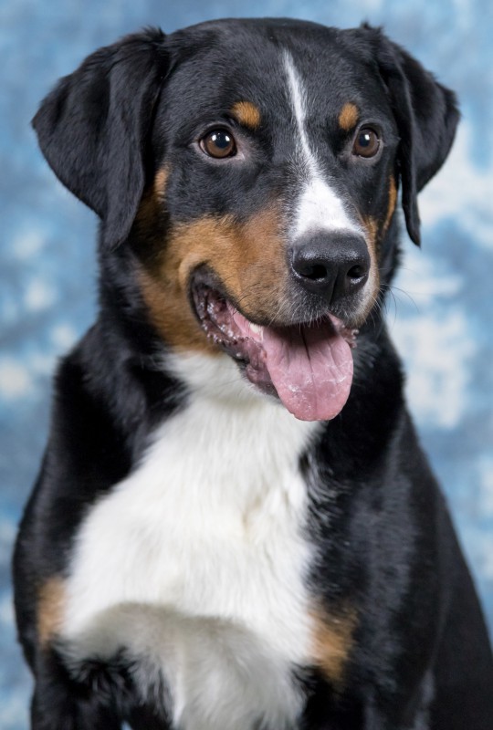 Pedigree database Appenzeller Sennenhund