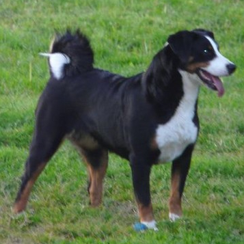 ALBA CZANDORIA » Pedigree database Appenzeller Sennenhund;