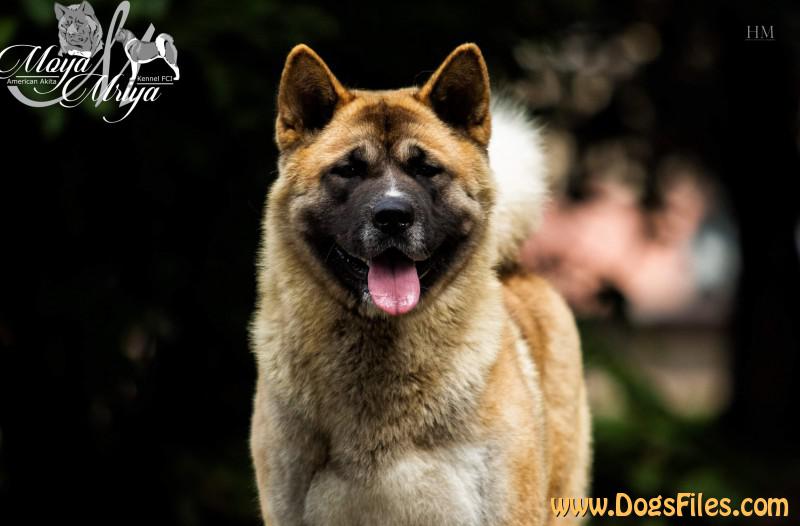 MATAGI PRIDE GEORGIA » Pedigree database American Akita;