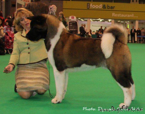 RUTHDALES NOTORIOUS » Pedigree database American Akita;