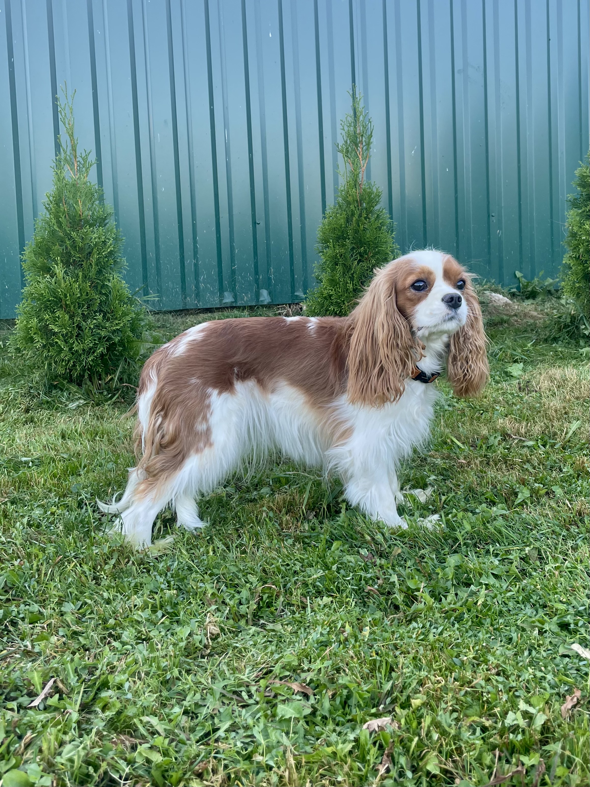 Base de datos de pedigrí Cavalier King Charles Spaniel