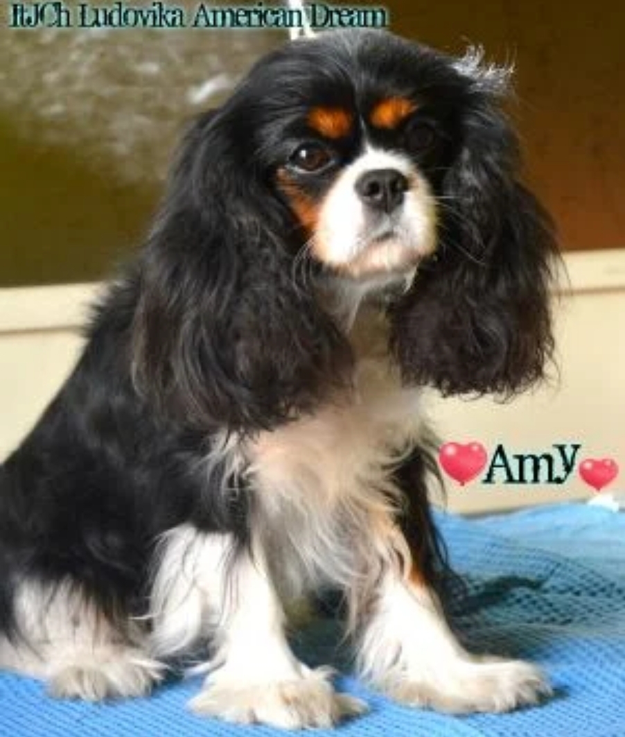 LUDOVIKA AMERICAN DREAM » Pedigree database Cavalier King Charles Spaniel;