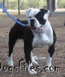 SS FATBOY SLIM » Pedigree database American Bulldog;
