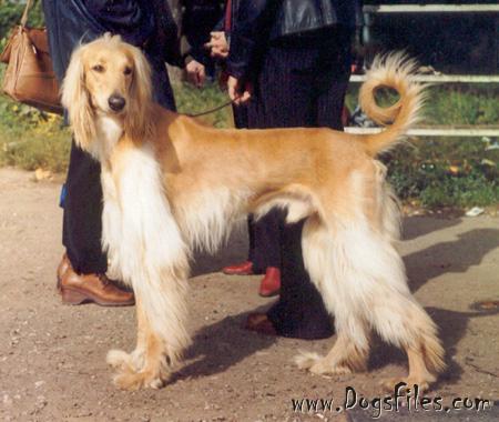 OMAR » Pedigree database Aboriginal afghan hound;