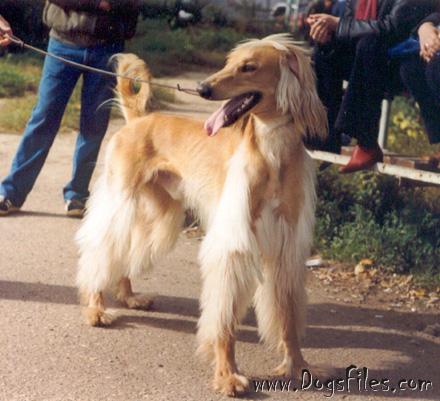 OMAR » Pedigree database Aboriginal afghan hound;