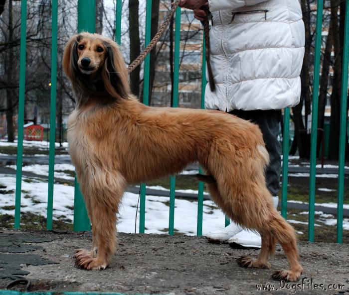 OMAR » Pedigree database Aboriginal afghan hound;