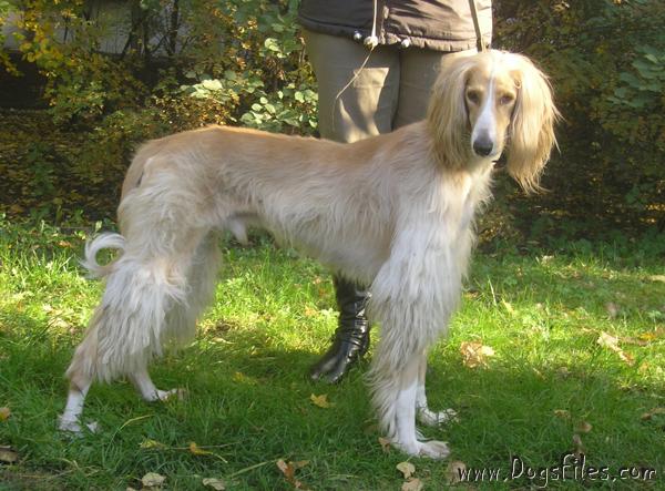 OMAR » Pedigree database Aboriginal afghan hound;
