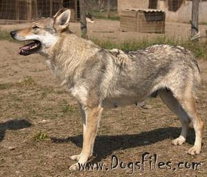 CRYING WOLF YAM » Pedigree database Chechoslovakian wolfdog;