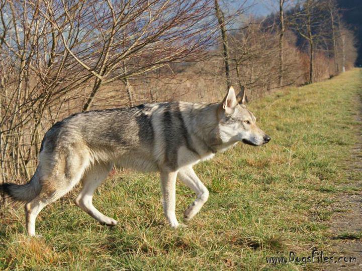 CRYING WOLF YAM » Pedigree database Chechoslovakian wolfdog;