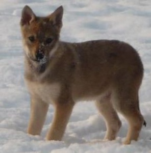 CRYING WOLF YAM » Pedigree database Chechoslovakian wolfdog;