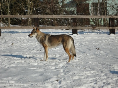 CRYING WOLF YAM » Pedigree database Chechoslovakian wolfdog;