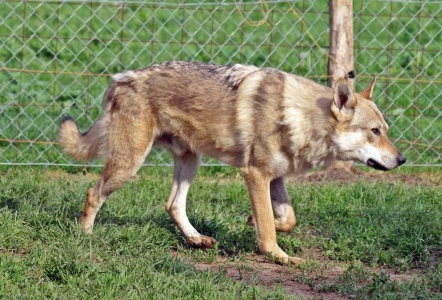 CRYING WOLF YAM » Pedigree database Chechoslovakian wolfdog;