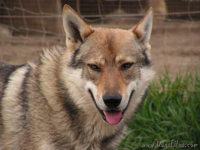 CRYING WOLF YAM » Pedigree database Chechoslovakian wolfdog;
