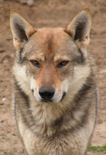 CRYING WOLF YAM » Pedigree database Chechoslovakian wolfdog;