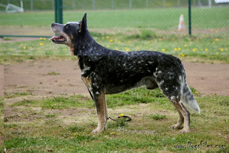 PESCHENCATTLES ANJALI » Pedigree database Australian Cattle Dog;