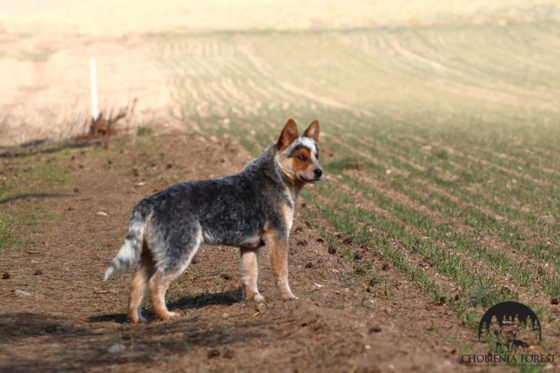 KRATOS DI MONTE TONICO » Pedigree database Australian Cattle Dog;